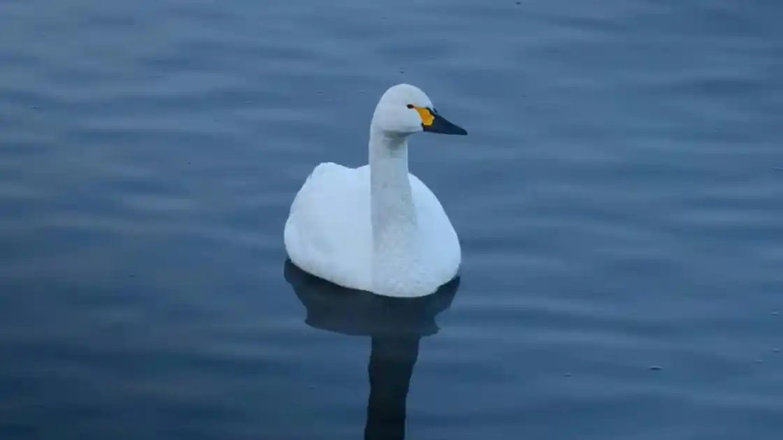 icon wechat png: ไฟล์ไอคอน WeChat ใช้ยังไงให้ปัง | XunYouGu